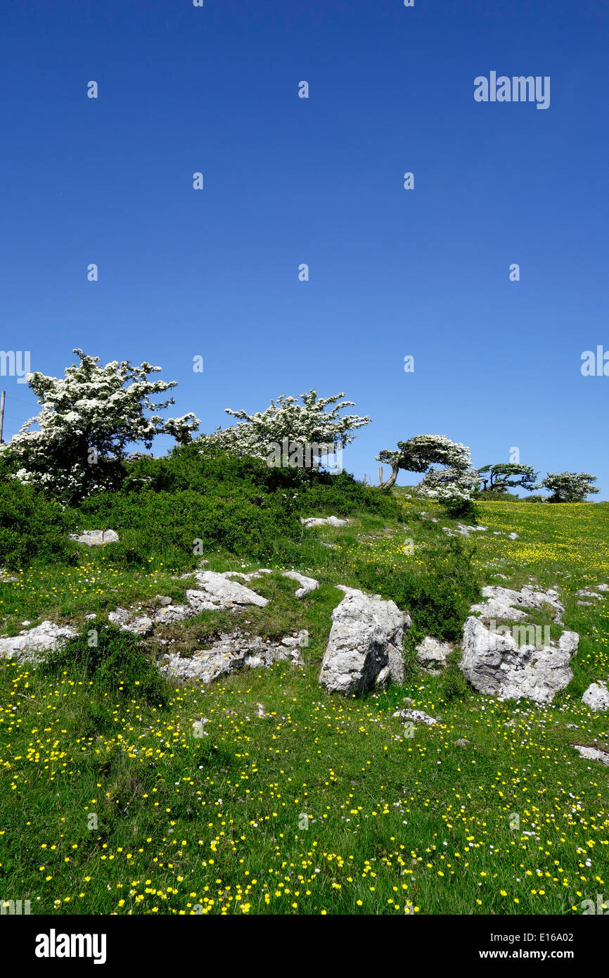 Humphrey Head Point with Hawthorn Trees ( Crataegus monogyna ) in ...