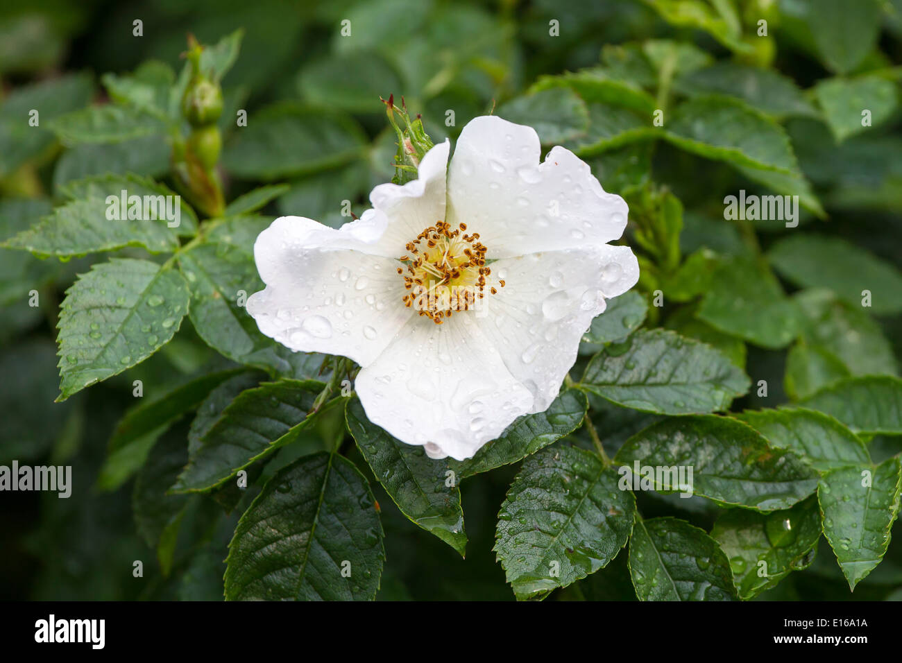 White Rose with rain drops on the petals Stock Photo - Alamy