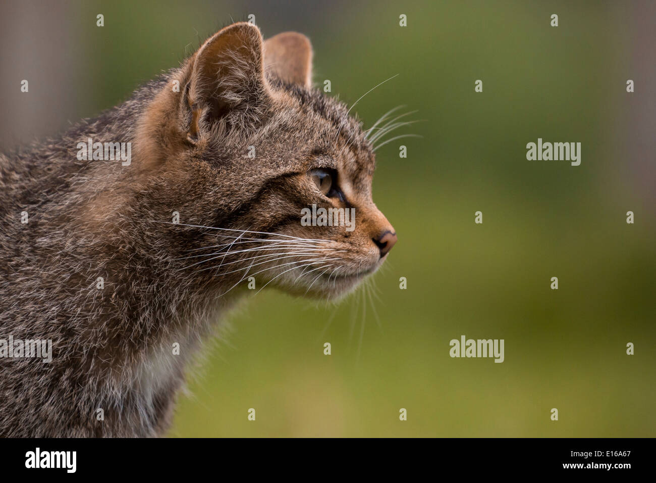 Wildcat scottish animal hi-res stock photography and images - Alamy
