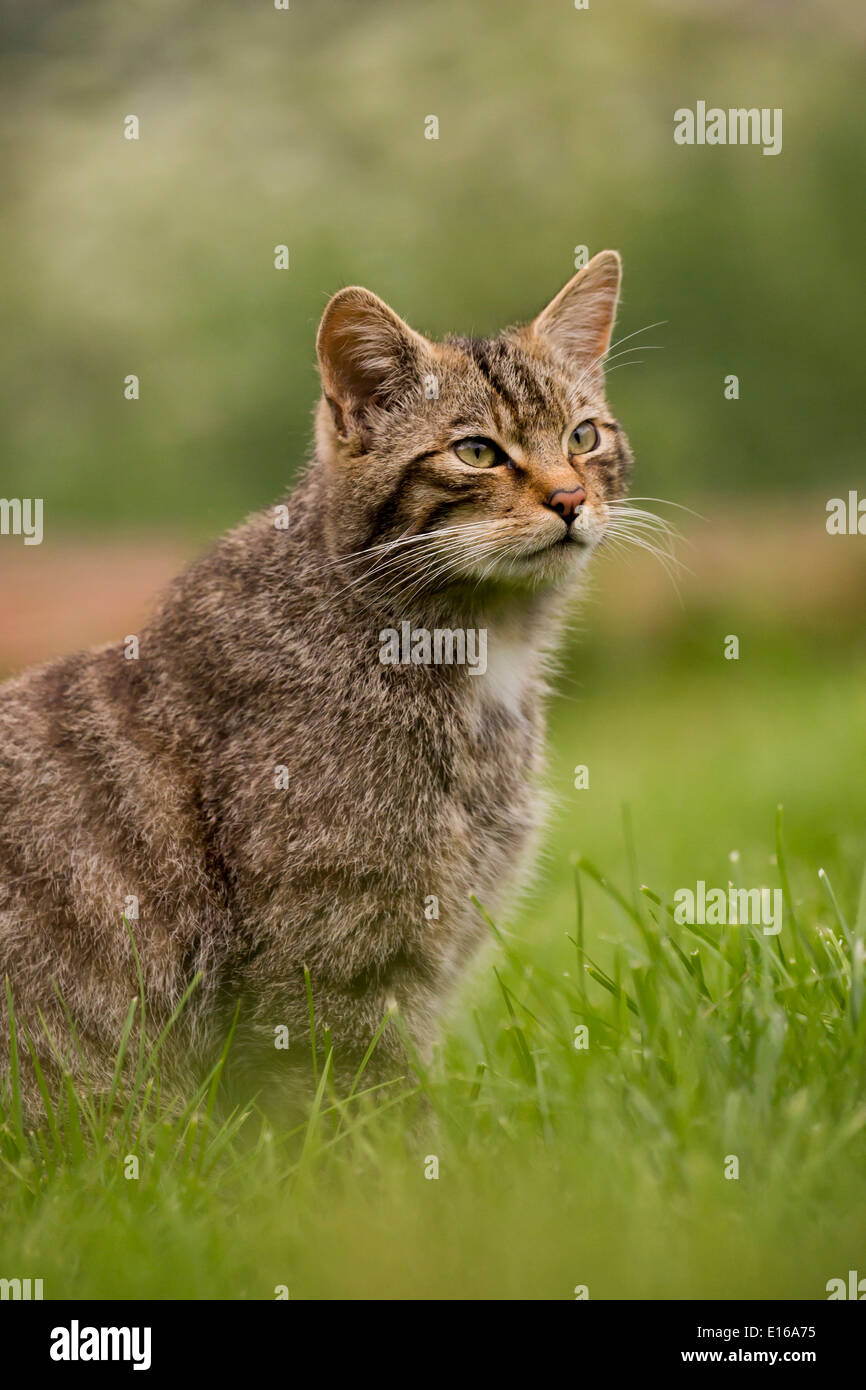 Wildcat scottish animal hi-res stock photography and images - Alamy