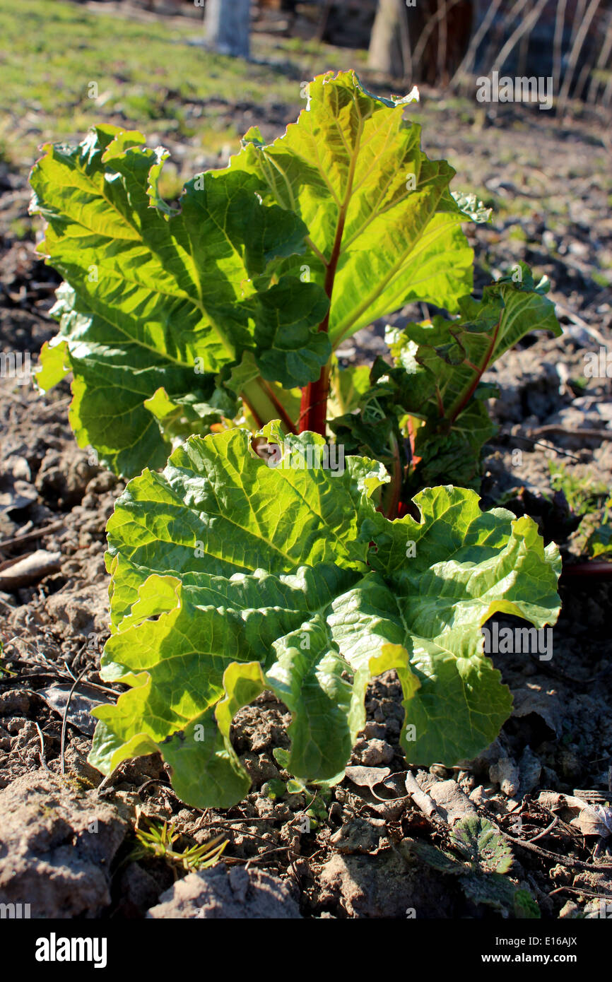 Young sprouts of a rhubarb on the ground in the spring Stock Photo - Alamy