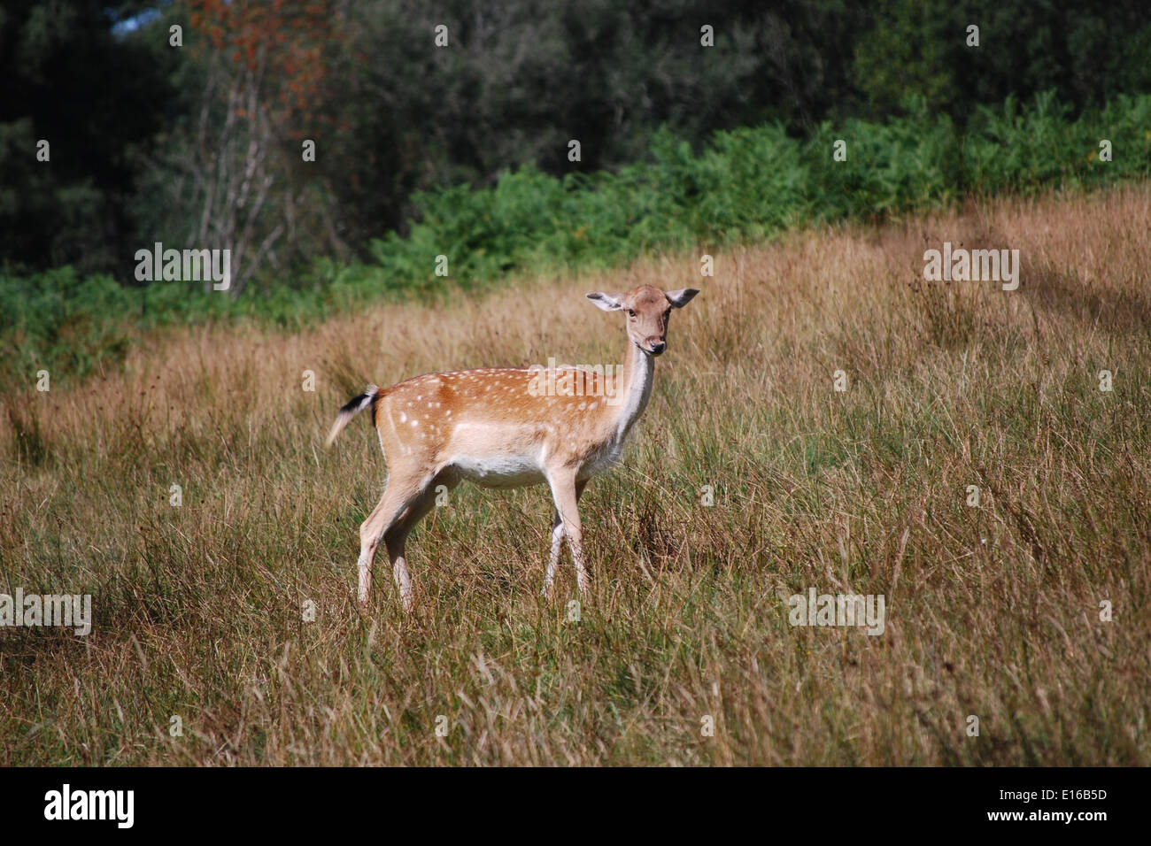 Deer new forest hi-res stock photography and images - Alamy