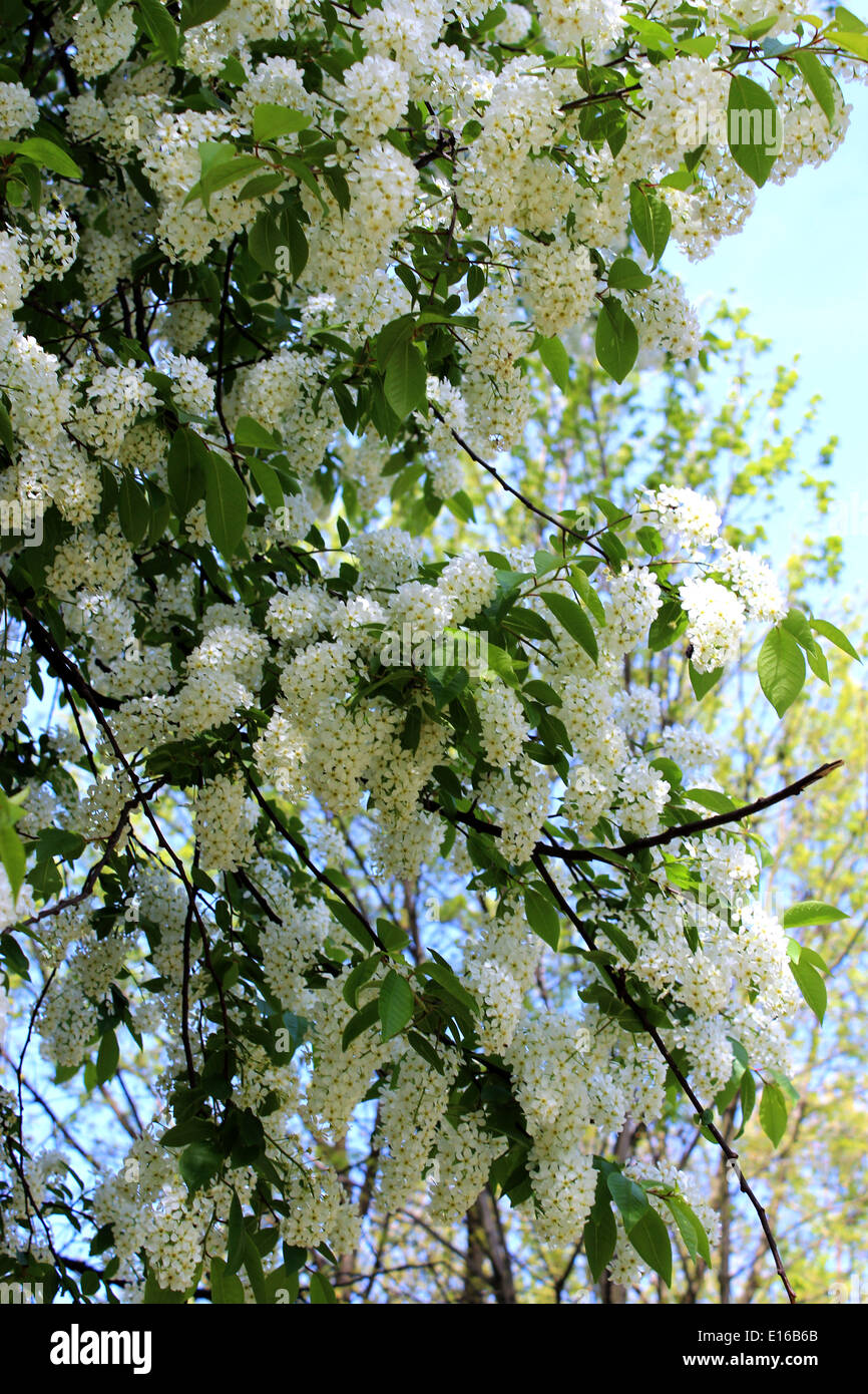 Thebig hi-res stock photography and images - Alamy