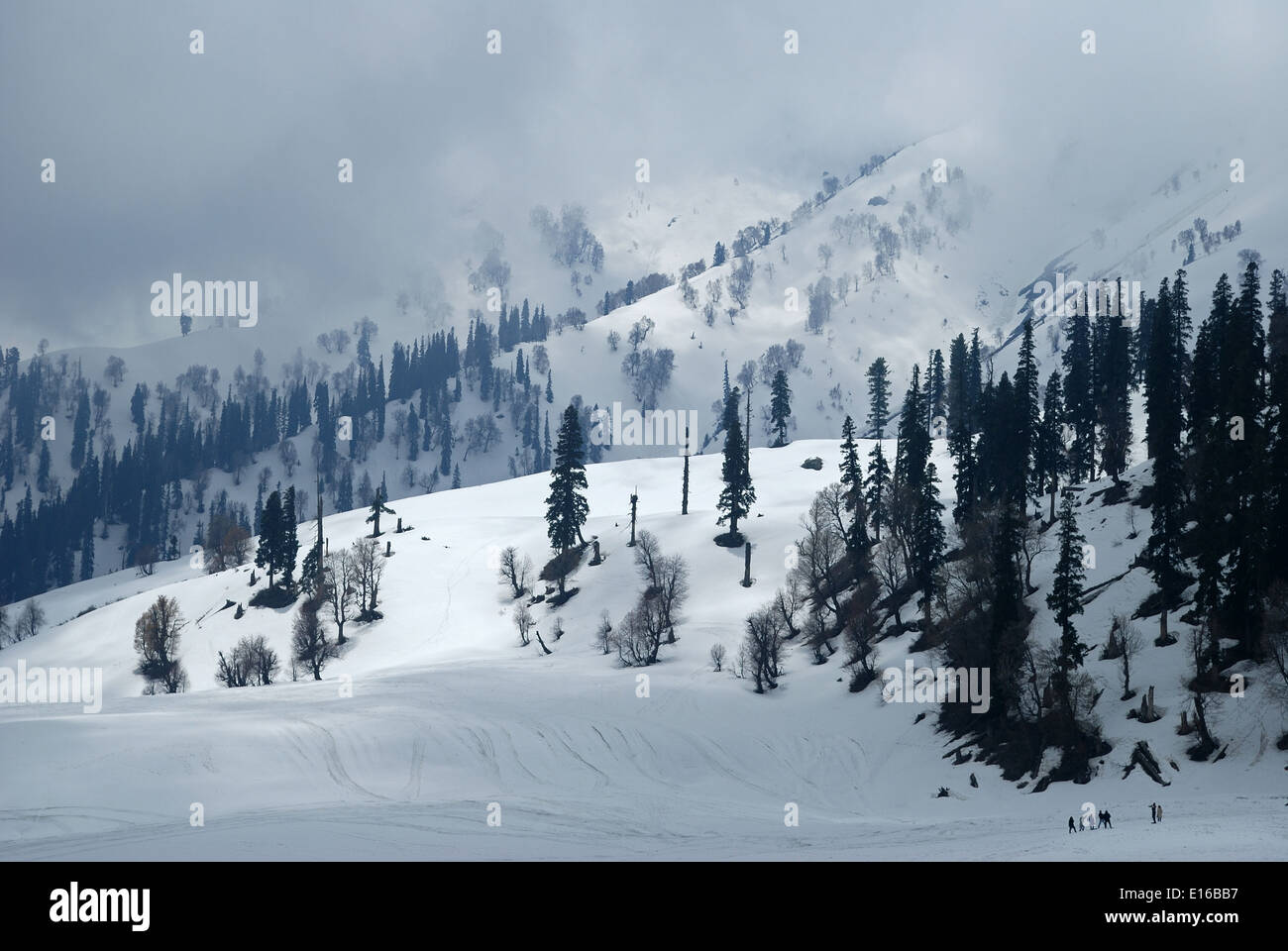Pine Trees And Snow India Landscape Stock Photos & Pine Trees And Snow ...