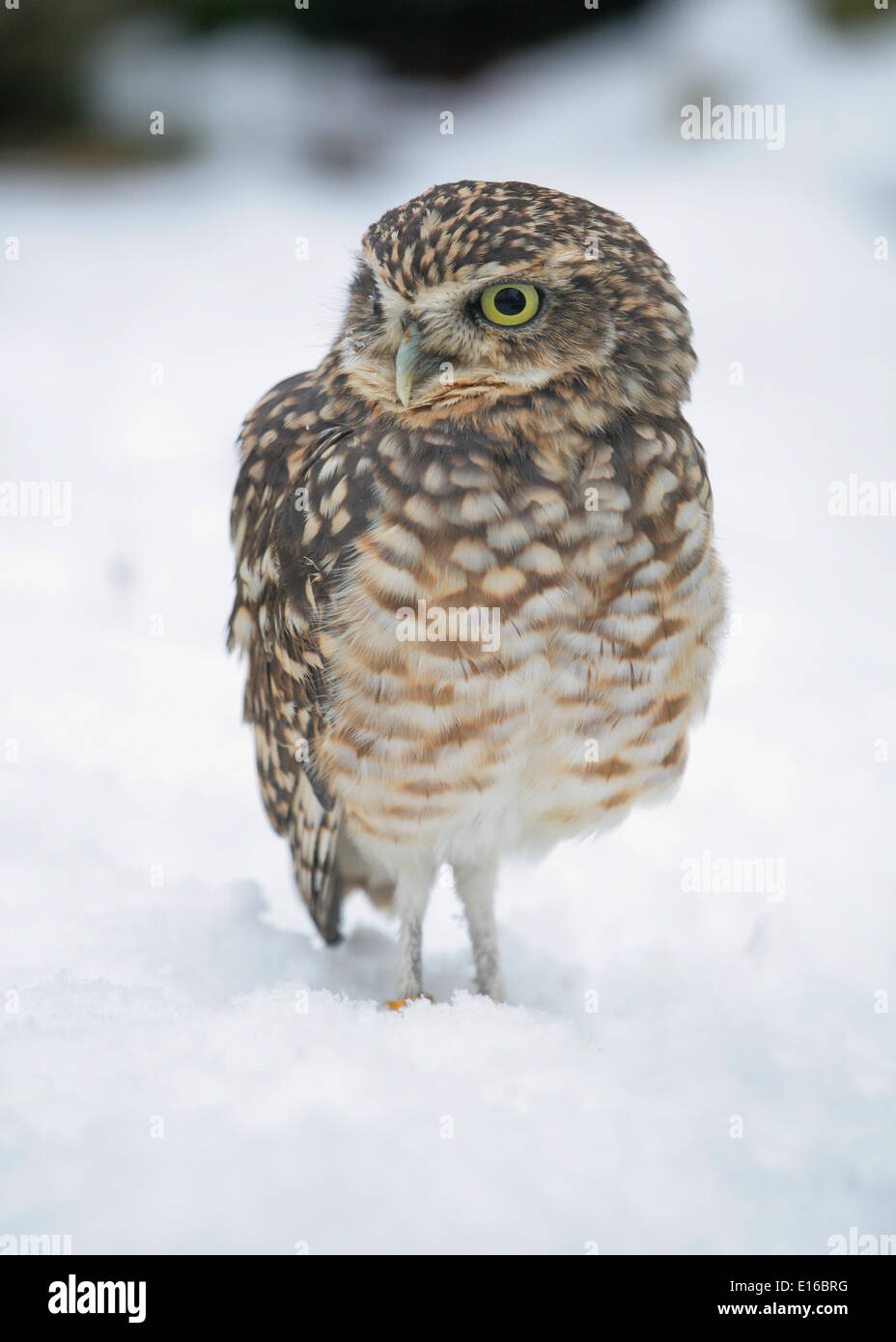 Burrowing into the snow hi-res stock photography and images - Alamy