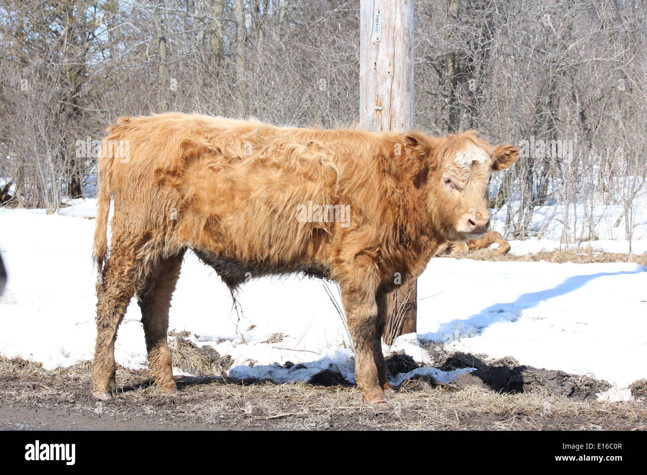 Little bull hi-res stock photography and images - Alamy