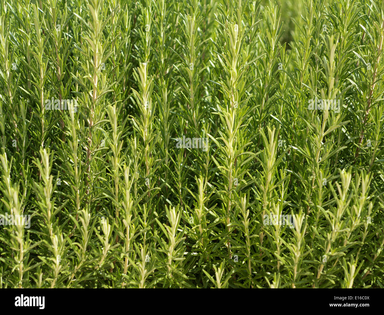 Close up detail of growing rosemary herb with upright green leaves ...
