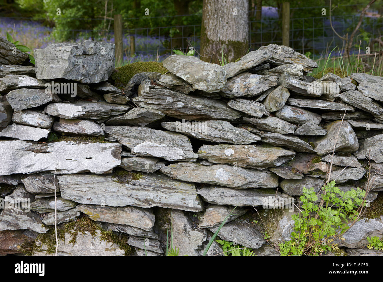 dry stone wall field boundary in cumbria uk Stock Photo - Alamy