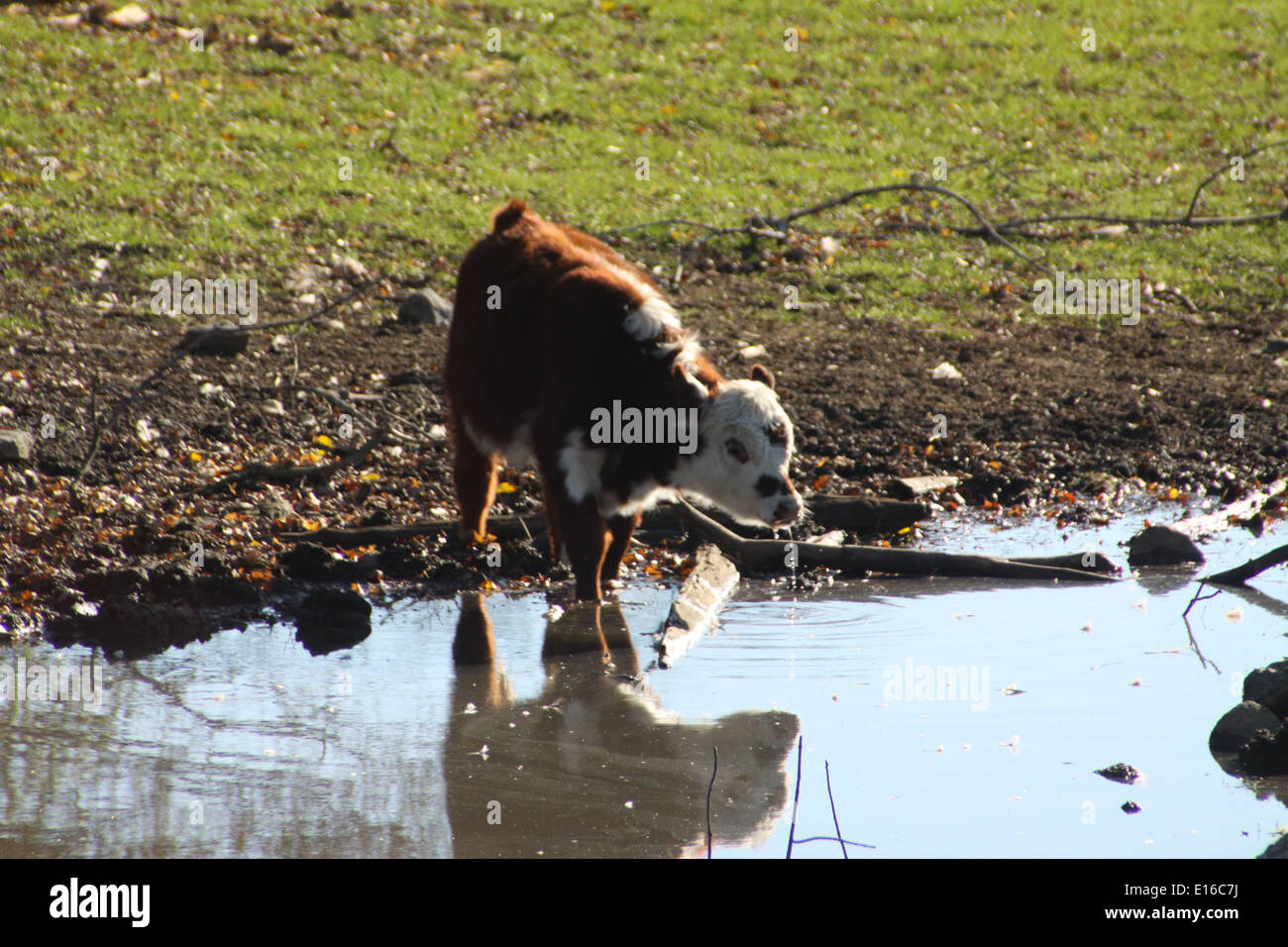 Calf by a small water reservoir in a small farm yard Stock Photo - Alamy