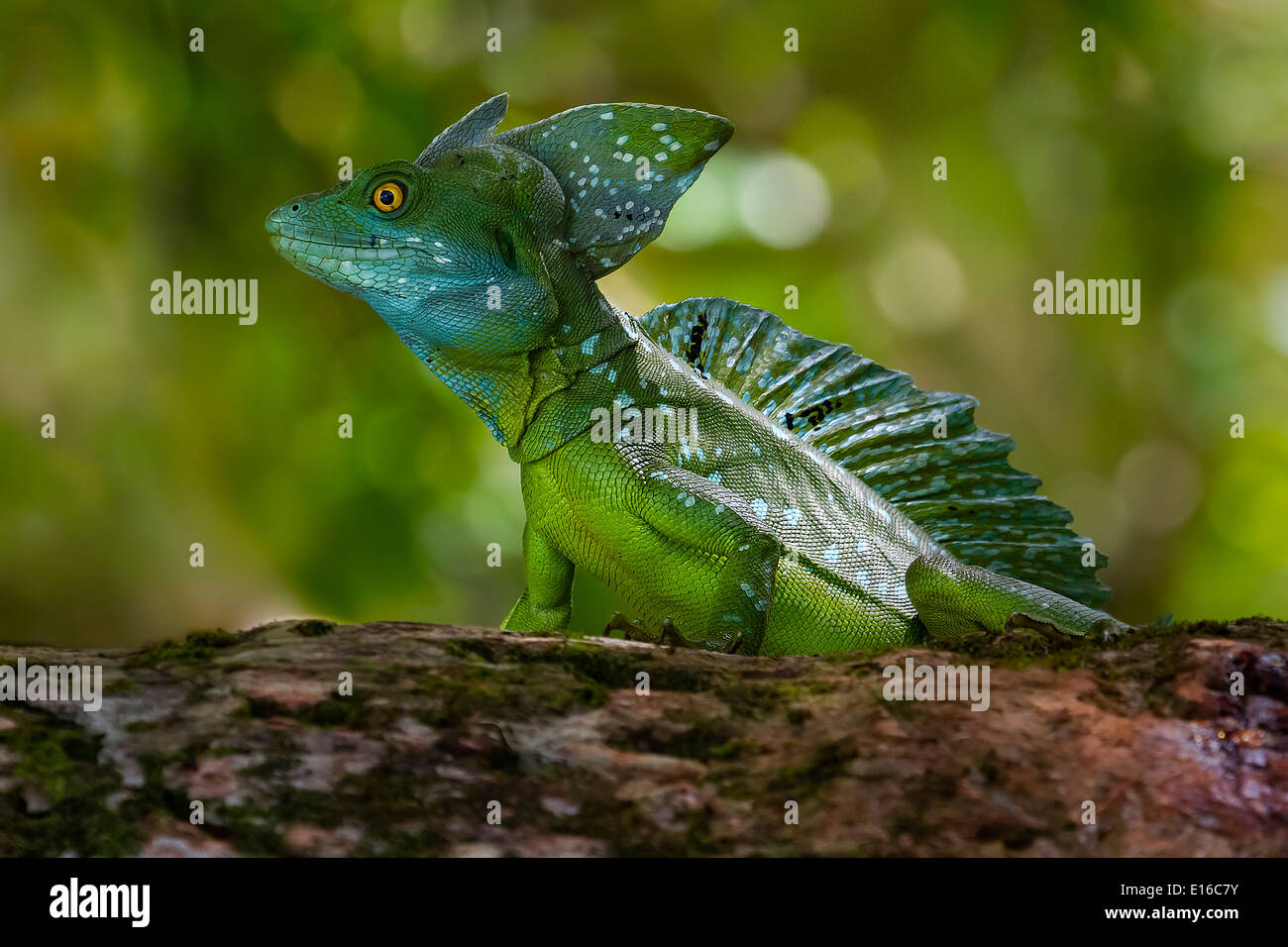 Predators of panama hi-res stock photography and images - Alamy