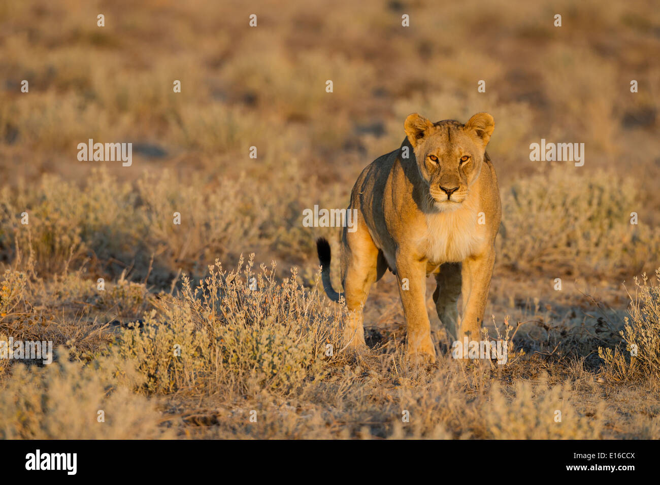 Lion country safari hi-res stock photography and images - Alamy