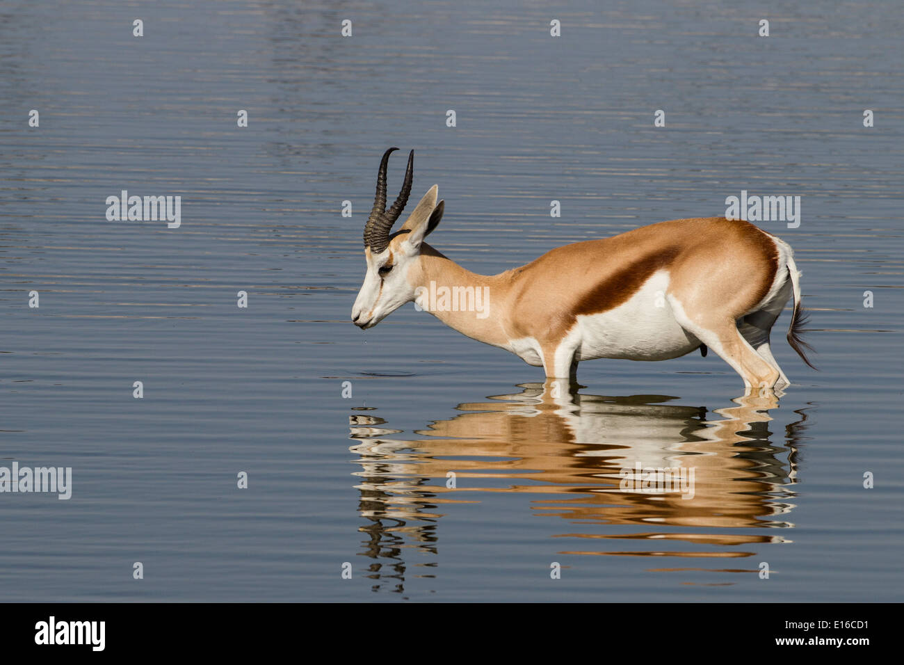 Springbok drinking water hi-res stock photography and images - Alamy