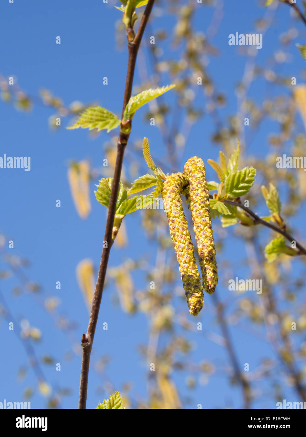 Birch tree pollen hi-res stock photography and images - Alamy