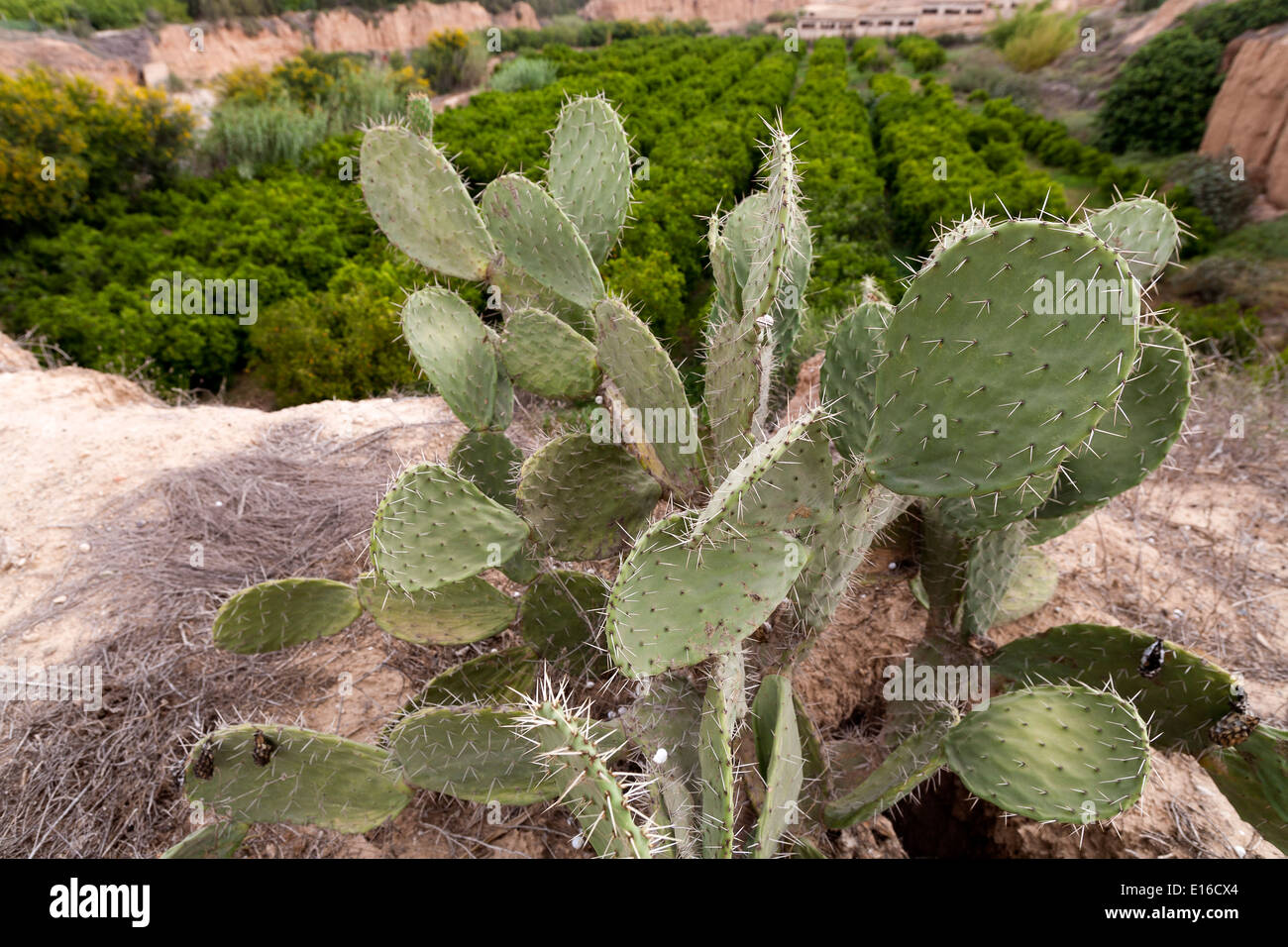 Prickly pear cactus against rock and vegetation Stock Photo - Alamy