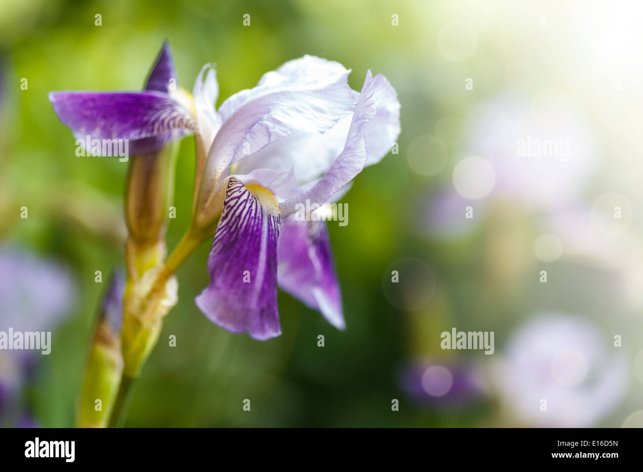 iris blooming in the sun on a summer day Stock Photo - Alamy