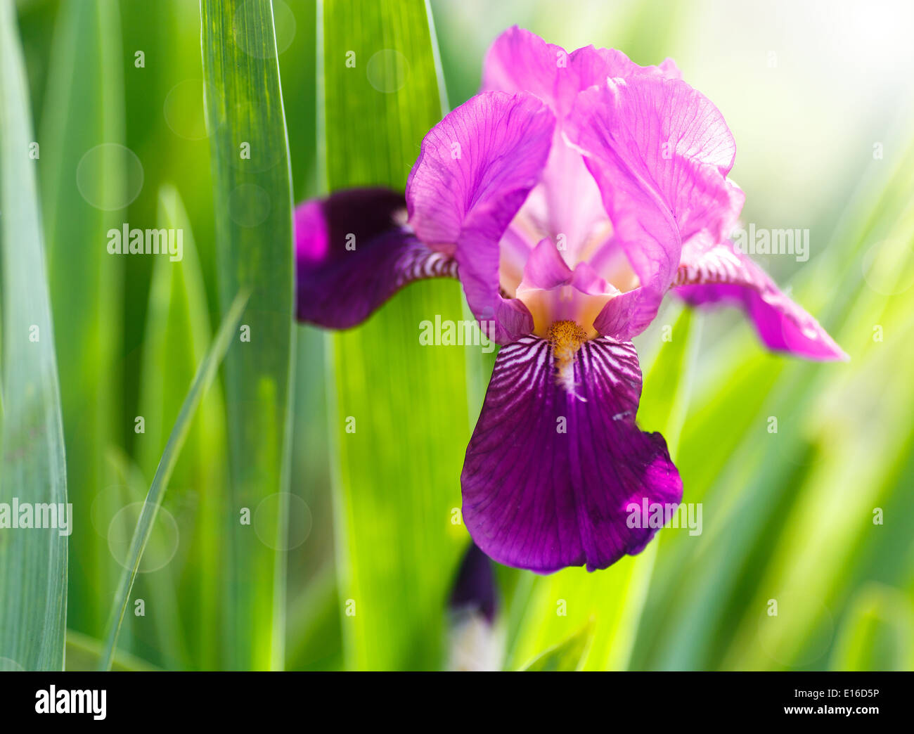 Iris in sun hi-res stock photography and images - Alamy