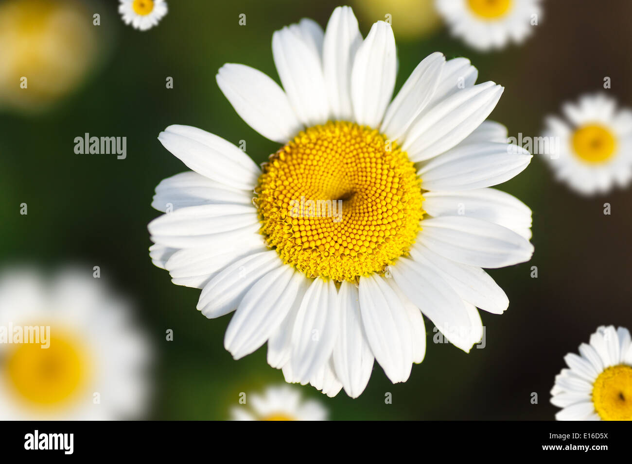 beautiful blooming white daisy in summer sunny day Stock Photo - Alamy