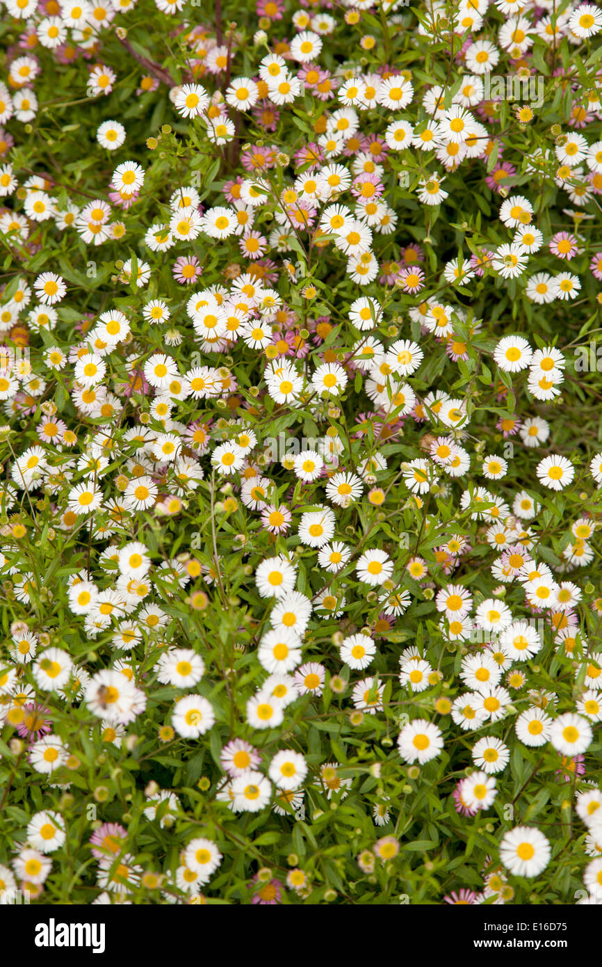 Backdrop of daisies hi-res stock photography and images - Alamy