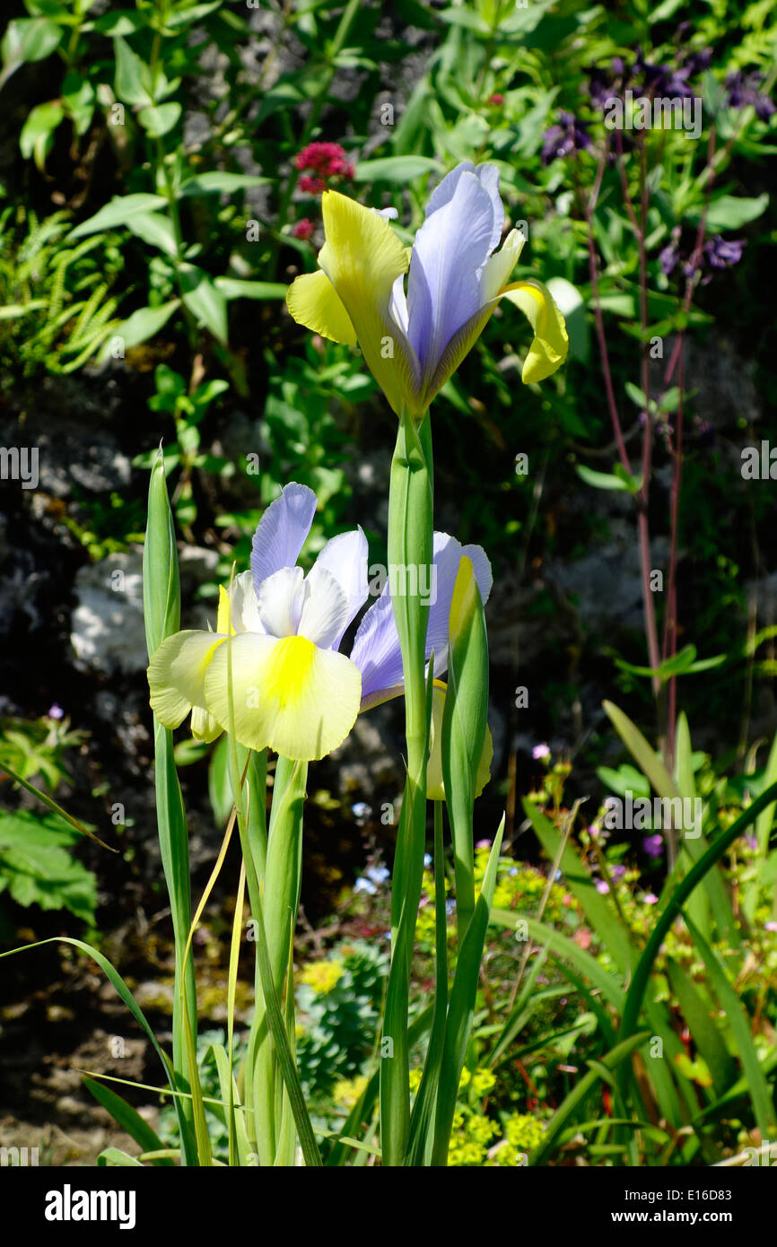 Dutch Irises, Iris hollandica 'Oriental Beauty' in Flower Stock Photo ...