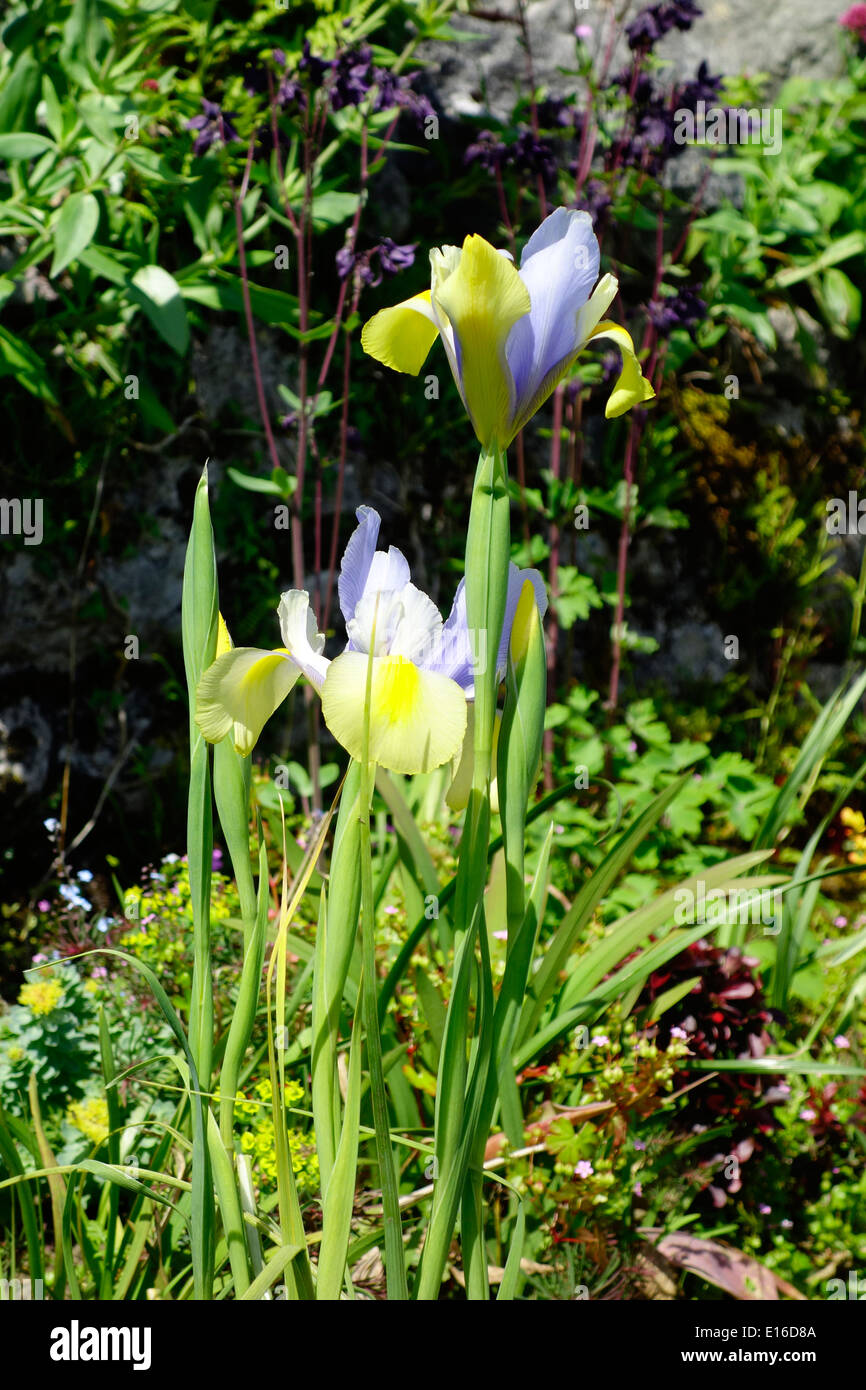 Dutch Irises, Iris hollandica 'Oriental Beauty' in Flower Stock Photo ...