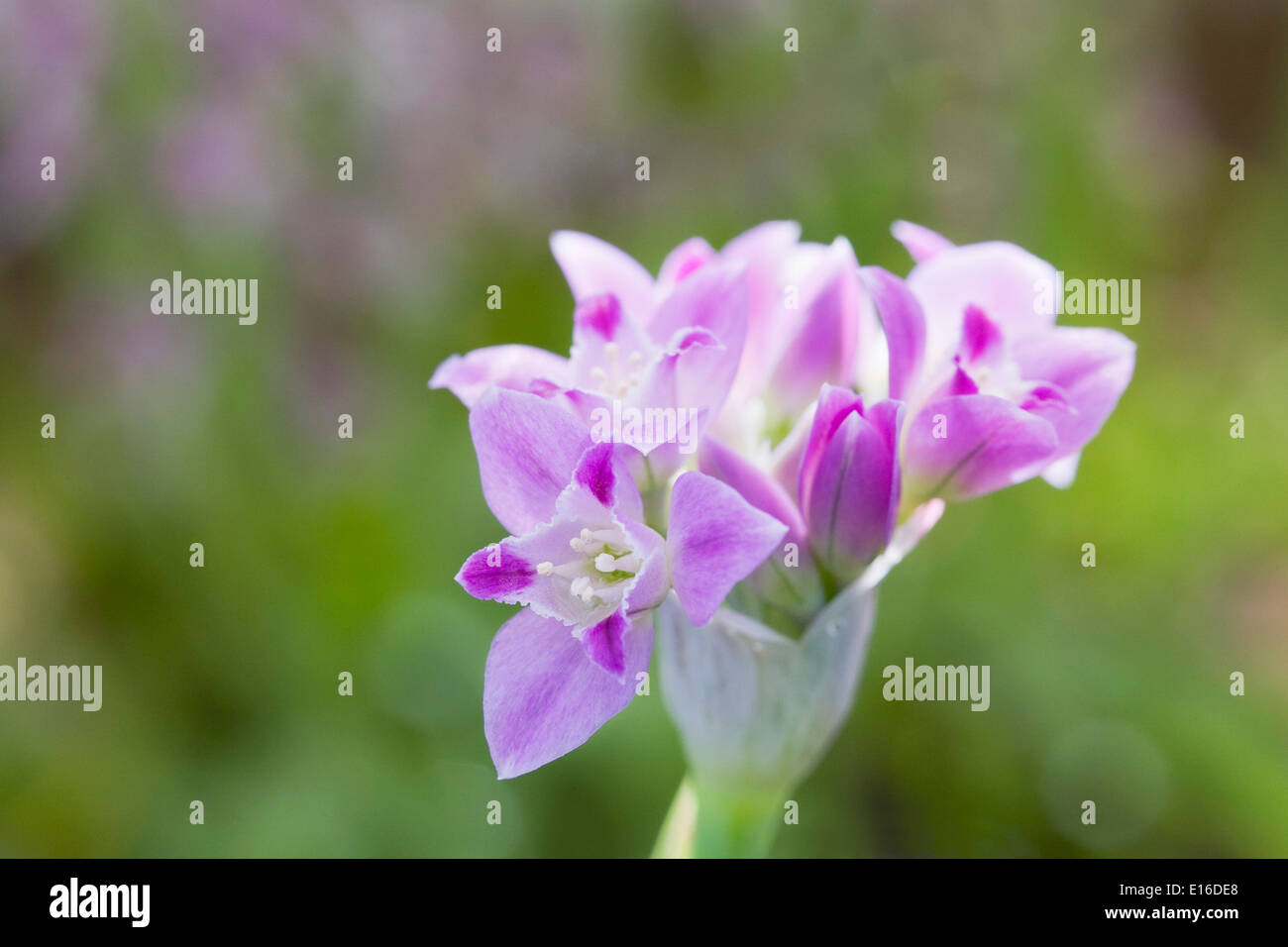 Allium crispum flower Stock Photo - Alamy