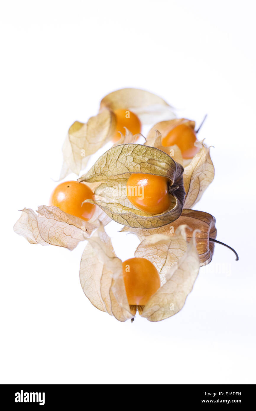 Physalis peruviana. Physalis fruit on a white background Stock Photo ...
