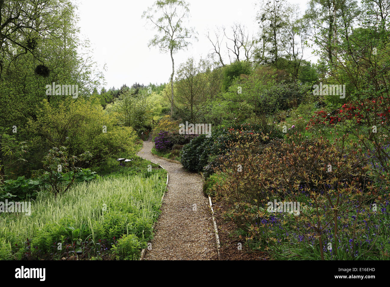 The Himalayan Garden Grewelthorpe Ripon Stock Photo - Alamy