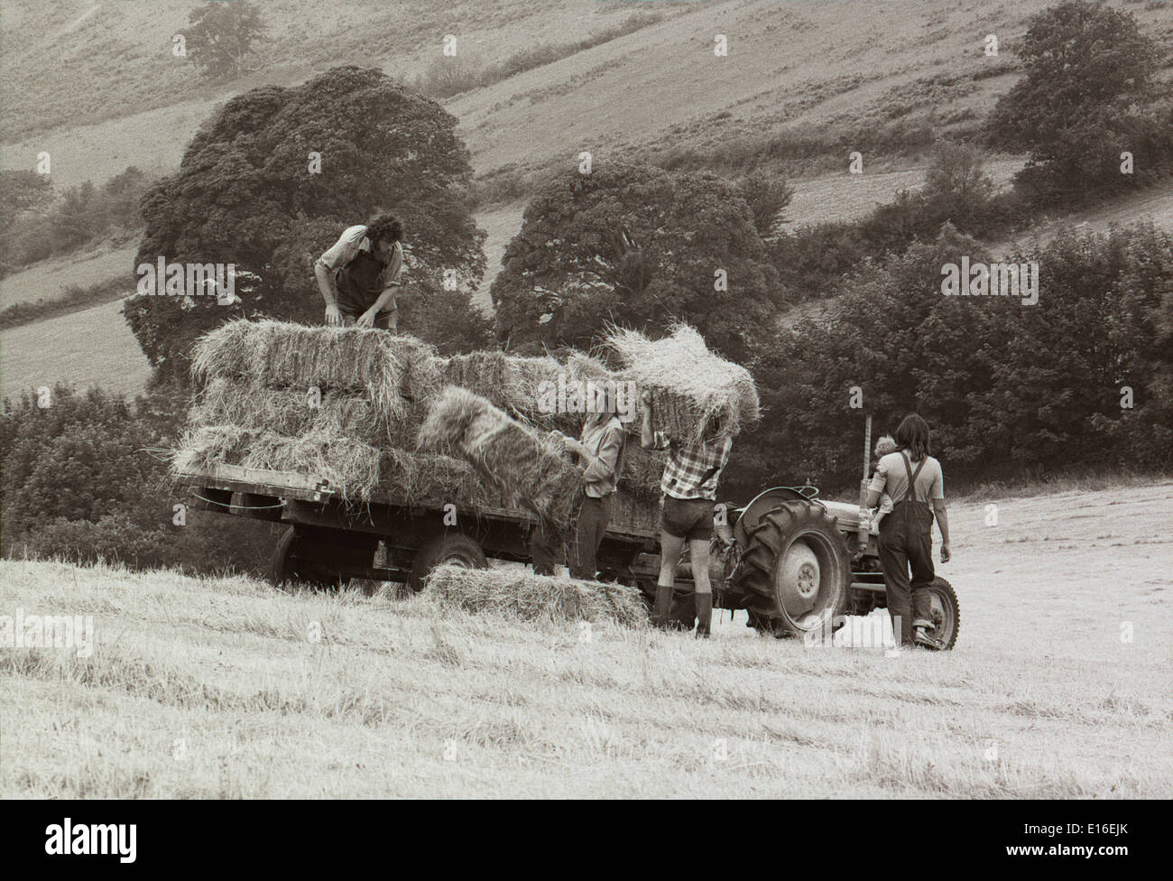 People hippies making hay bales haymaking in a field with tractor and ...