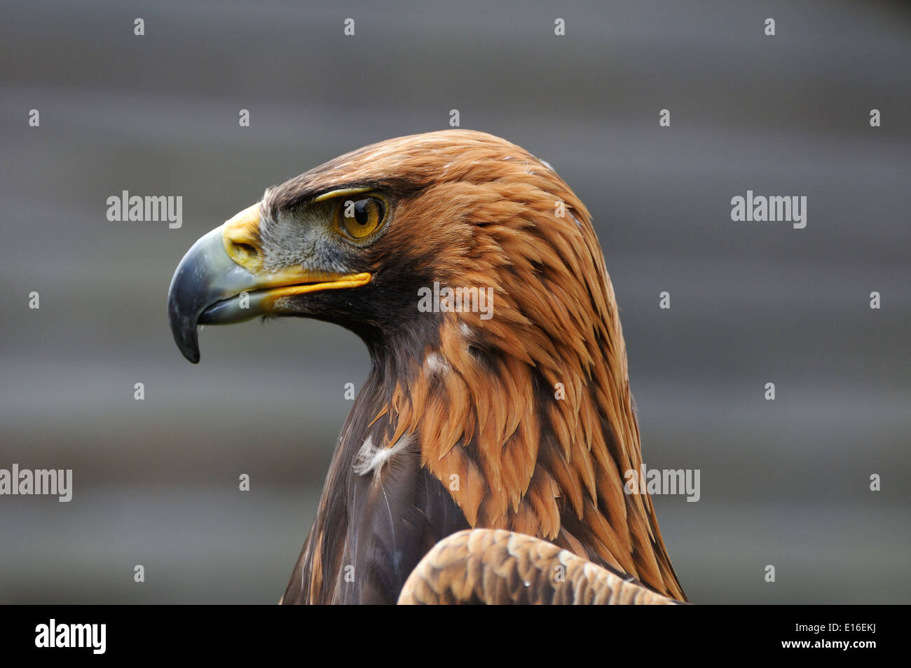 golden eagle uk Stock Photo - Alamy