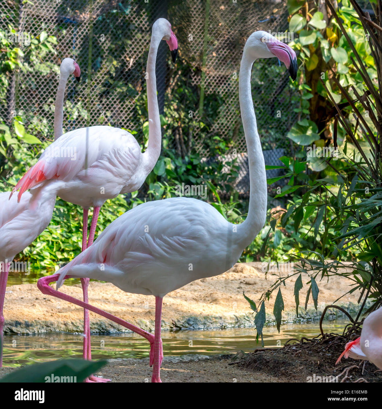pink flamingo in the zoo Stock Photo - Alamy