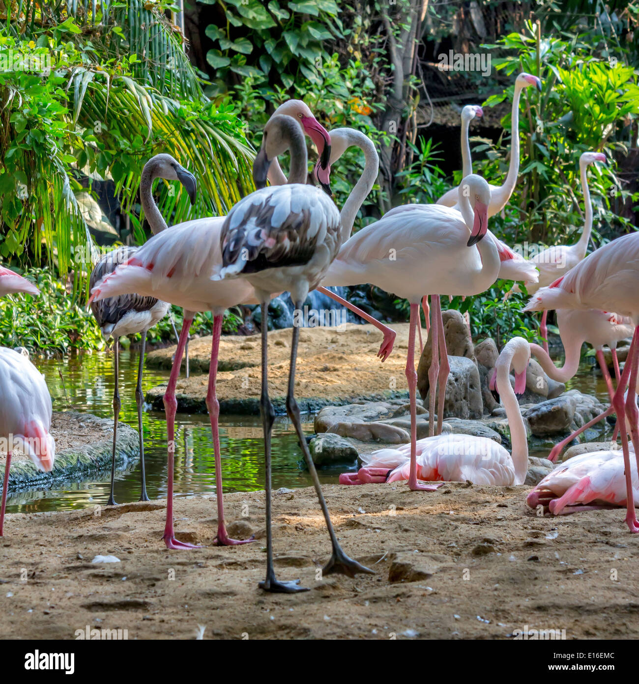 pink flamingo in the zoo Stock Photo - Alamy