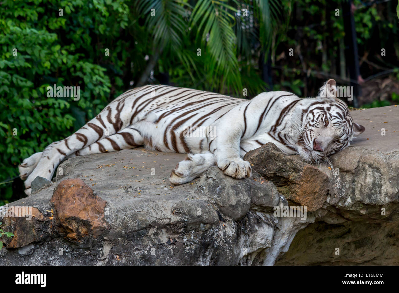 Tiger on a rock hi-res stock photography and images - Alamy