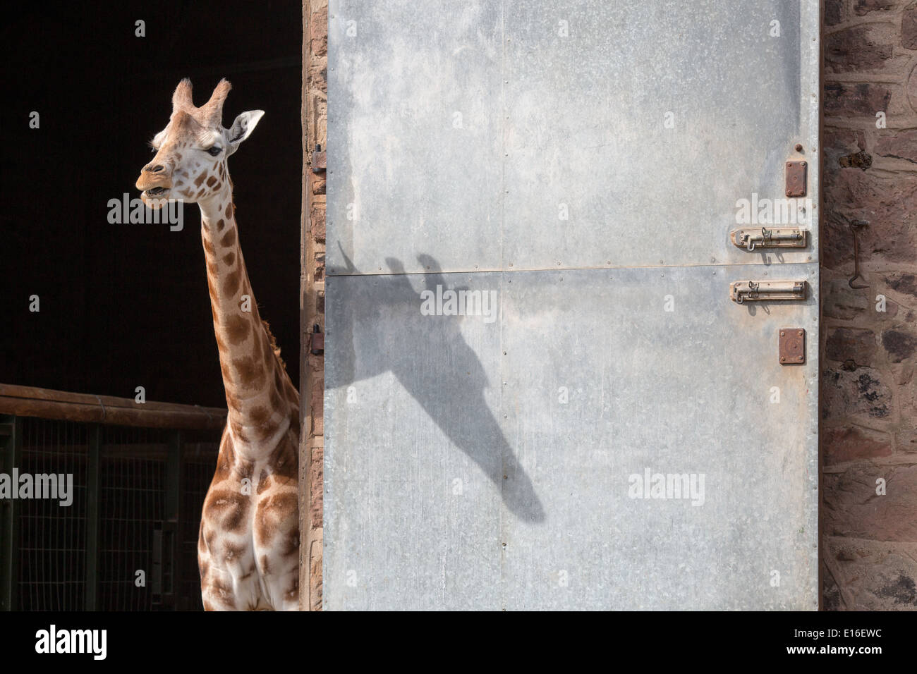 a young Giraffe looks out into the sunshine at Chester Zoo Stock Photo ...