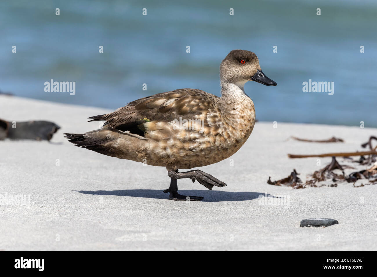 Sand duck hi-res stock photography and images - Alamy