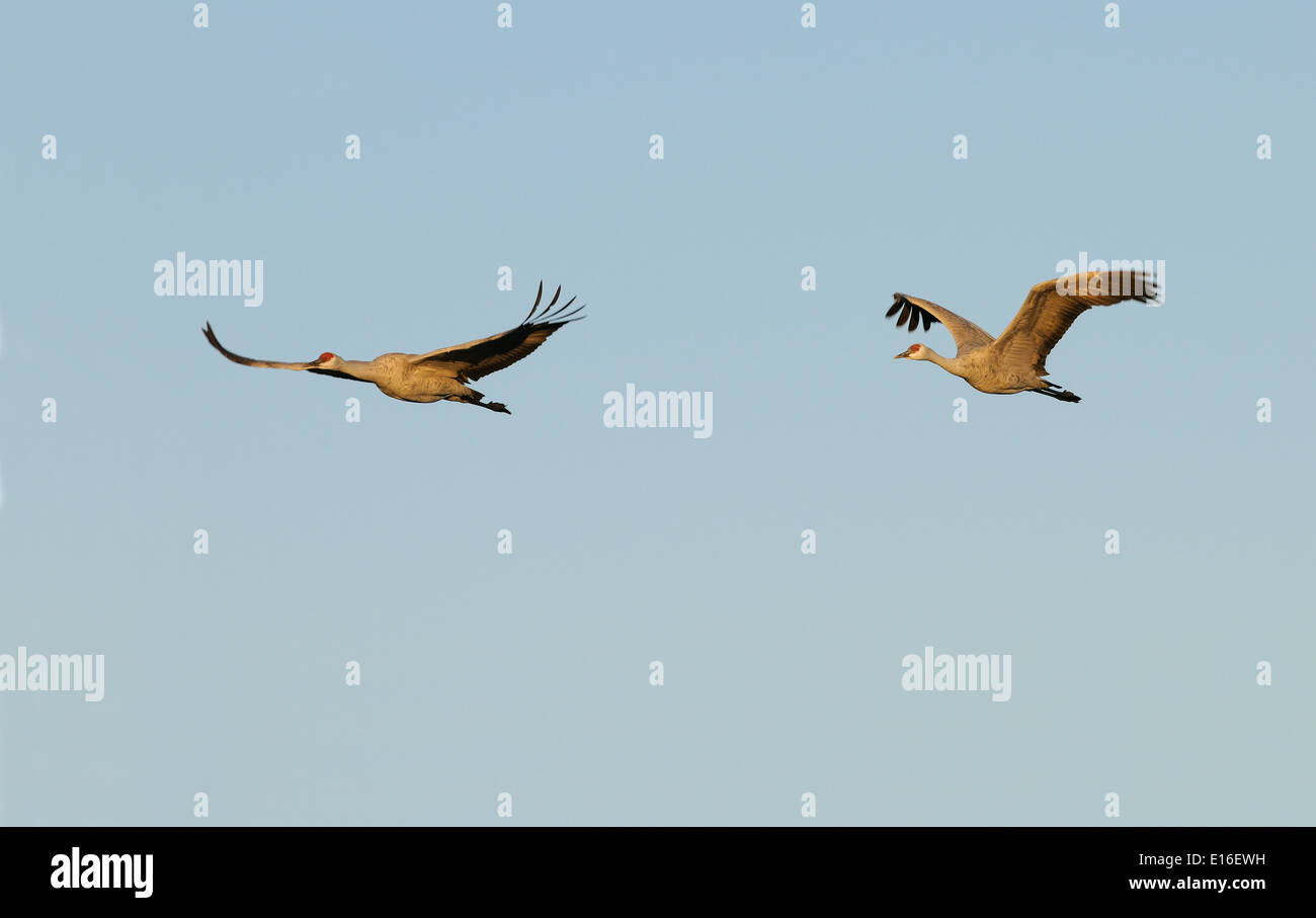 Sandhill Cranes flying over the water and the hills at Bosque Del ...
