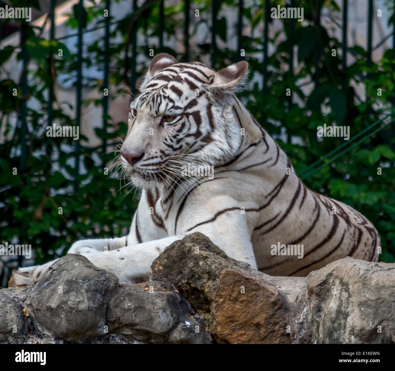 Strong fierce asian tiger hi-res stock photography and images - Alamy