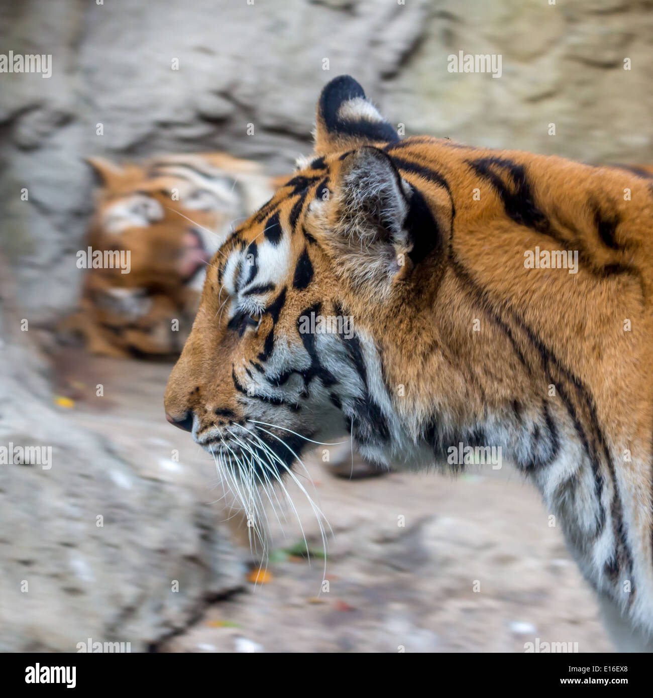 Tiger strips hi-res stock photography and images - Alamy