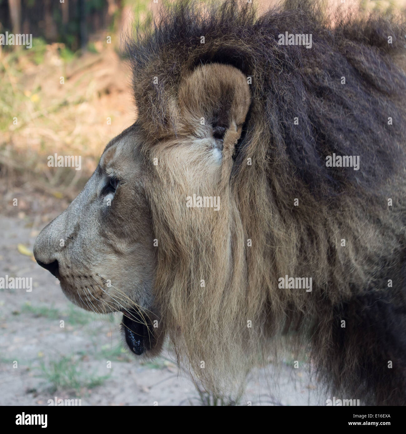 Beautiful male lion profile hi-res stock photography and images - Alamy