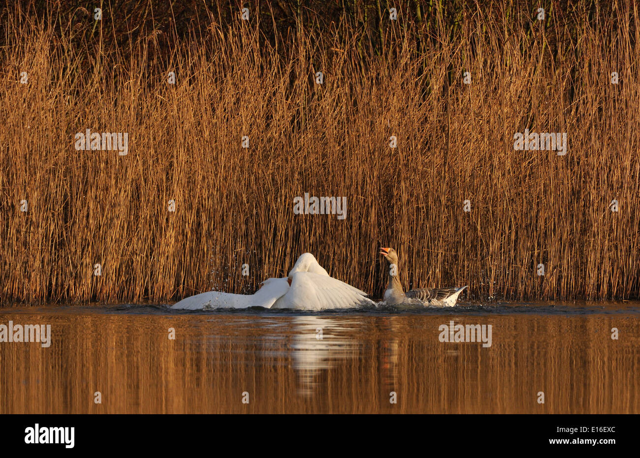 Three geese swimming in a pond with reed in the background and ...