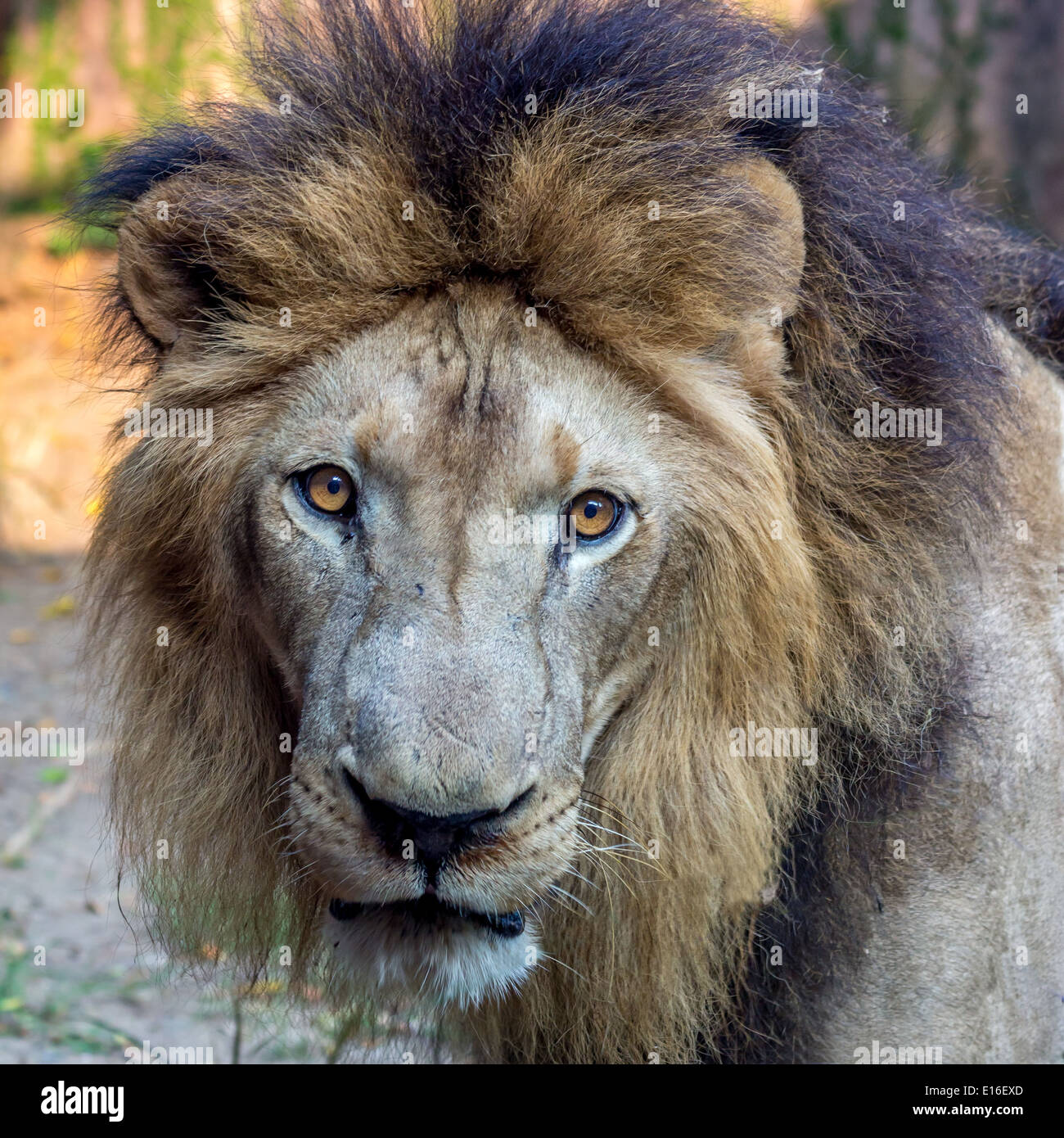 Beautiful male lion profile hi-res stock photography and images - Alamy