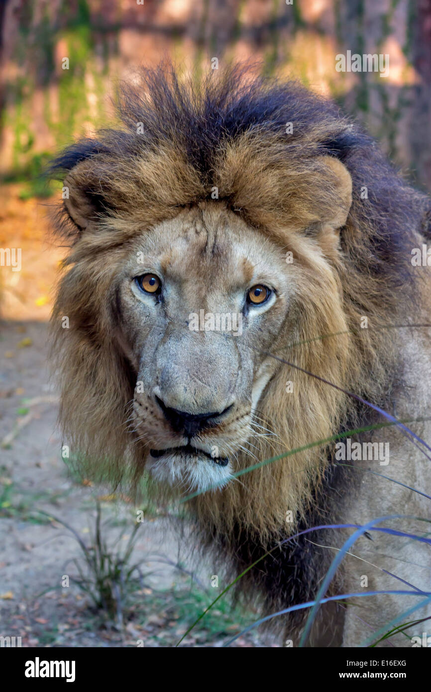 Beautiful male lion profile hi-res stock photography and images - Alamy