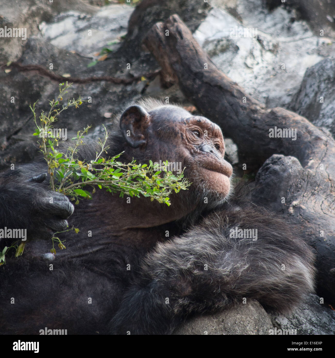 Bald chimpanzee hi-res stock photography and images - Alamy