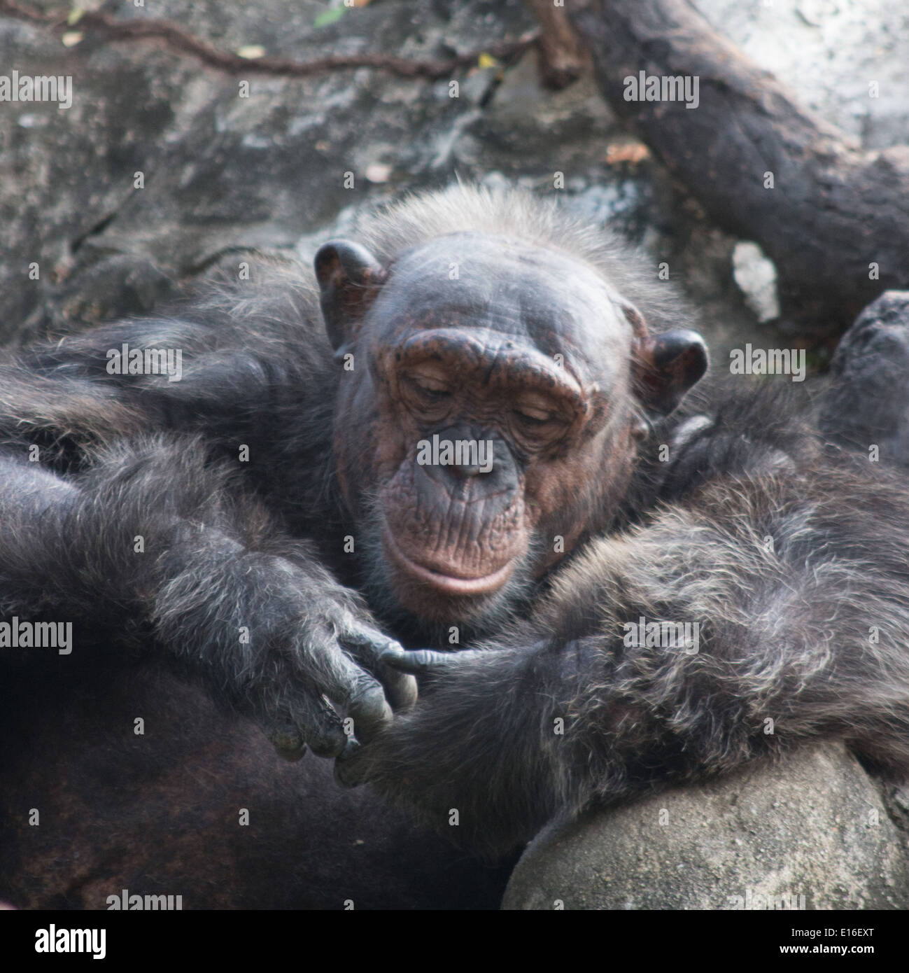 Chimpanzee Eyes High Resolution Stock Photography and Images - Alamy