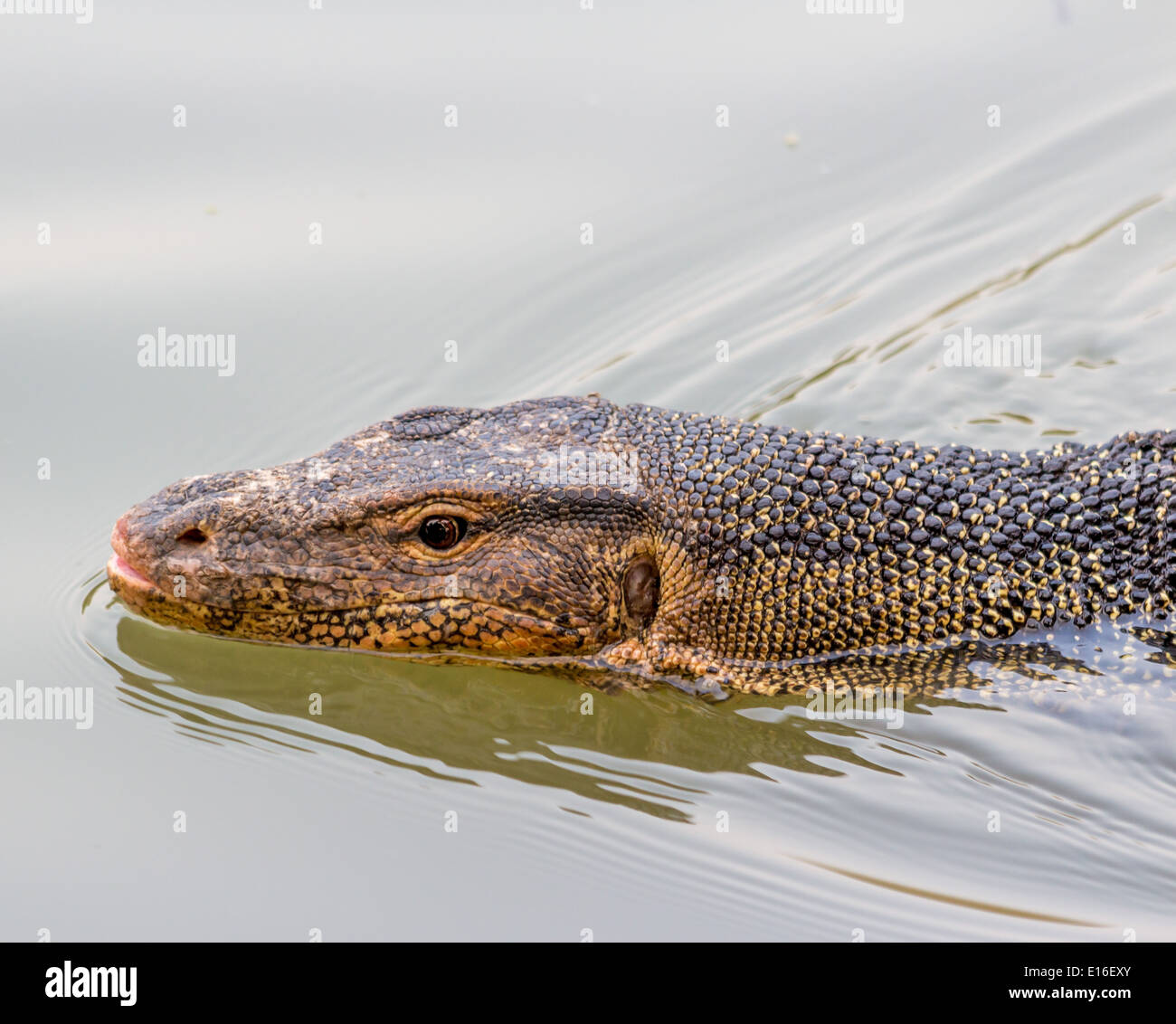 Asian water monitor biology hi-res stock photography and images - Alamy