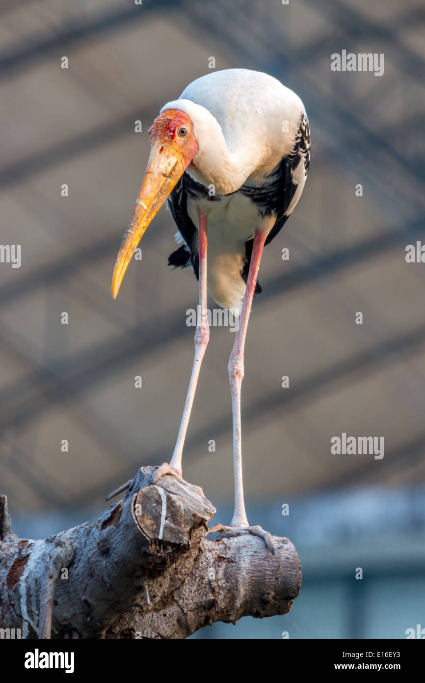 Milky stork nest hi-res stock photography and images - Alamy