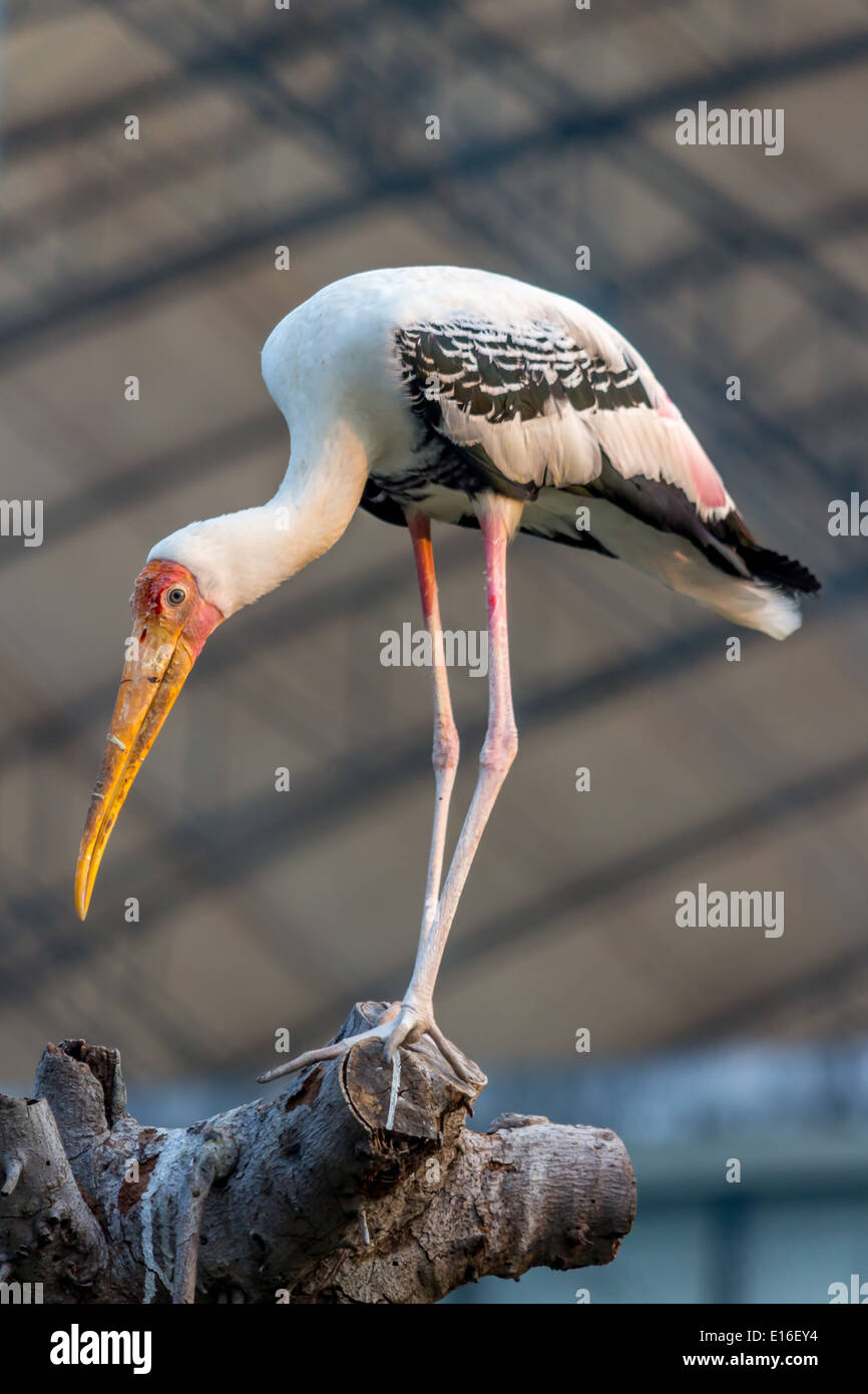 Milky stork nest hi-res stock photography and images - Alamy