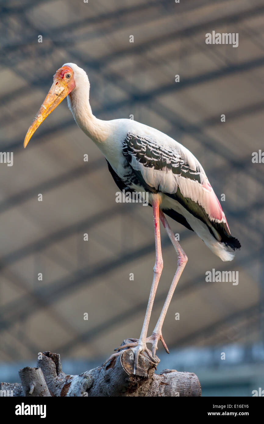 Milky stork nest hi-res stock photography and images - Alamy