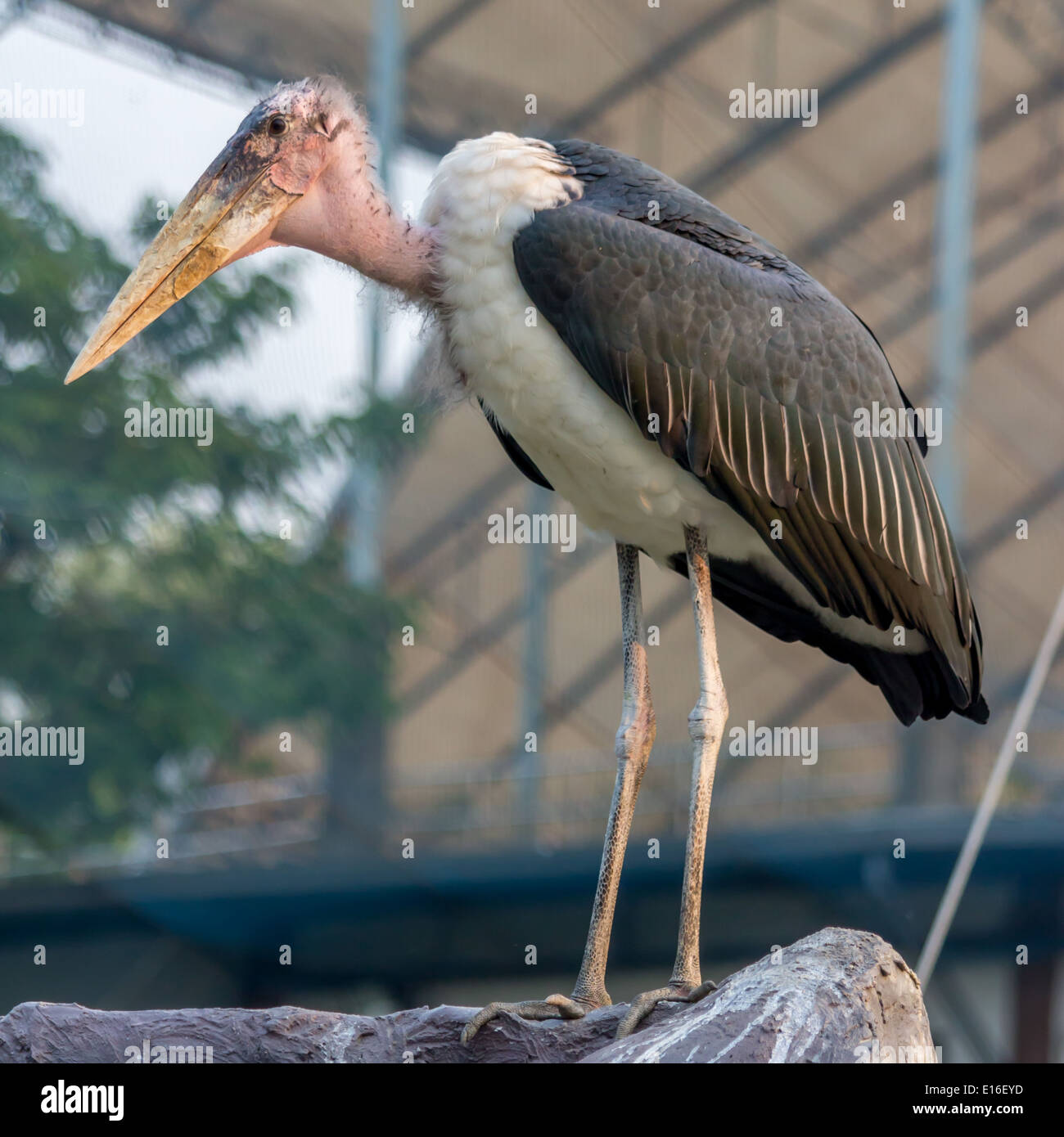 Lesser adjutant stork Stock Photo - Alamy