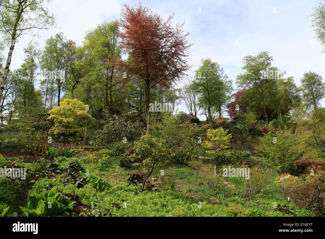 The Himalayan Garden Grewelthorpe Ripon Stock Photo - Alamy