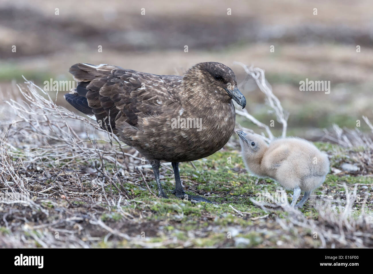 Skua breeding behavior hi-res stock photography and images - Alamy